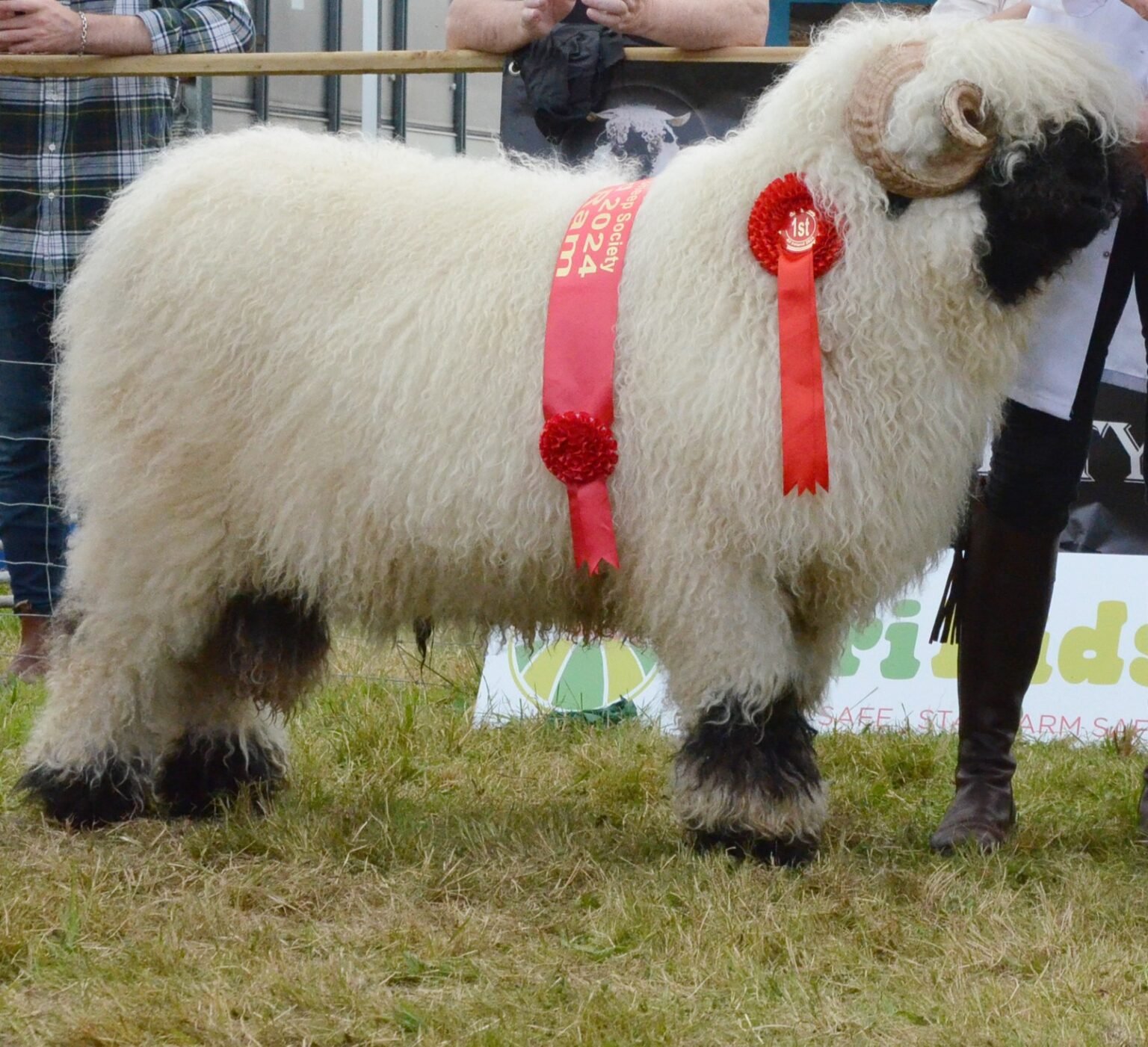Irish Valais Blacknose Sheep Society Home
