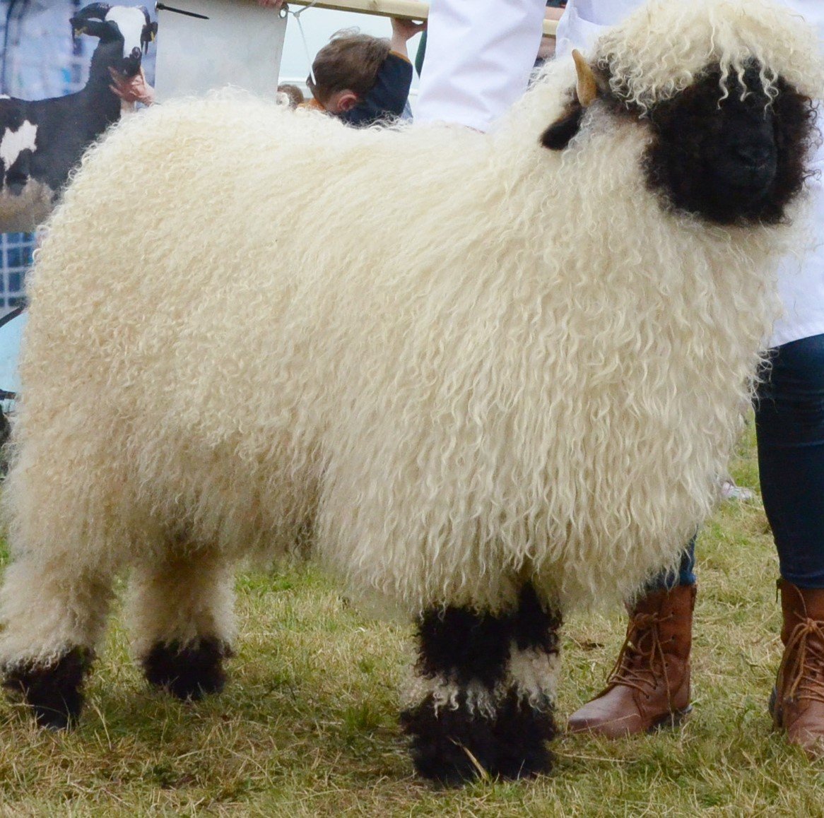 Shows & Events - Irish Valais Blacknose Sheep Society
