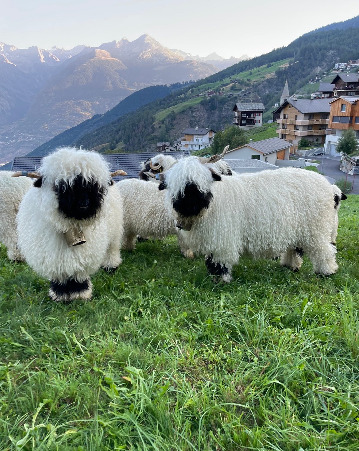 The Breed - Irish Valais Blacknose Sheep Society
